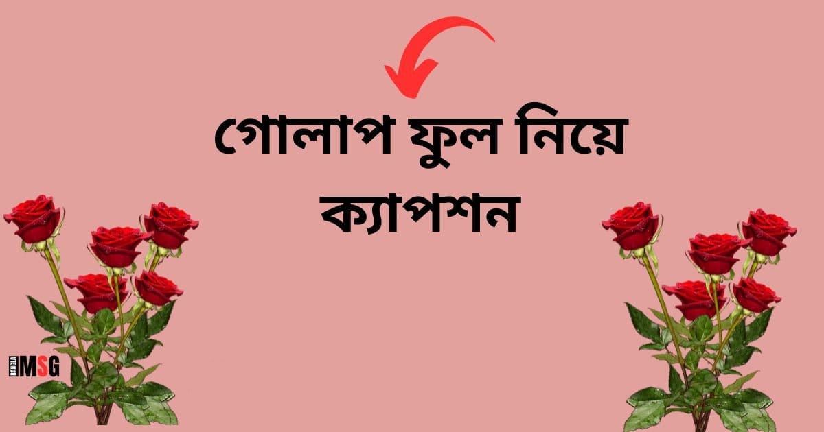 গোলাপ ফুল নিয়ে ক্যাপশন ২০২৫: গোলাপ নিয়ে সেরা ক্যাপশন - Sylhetism